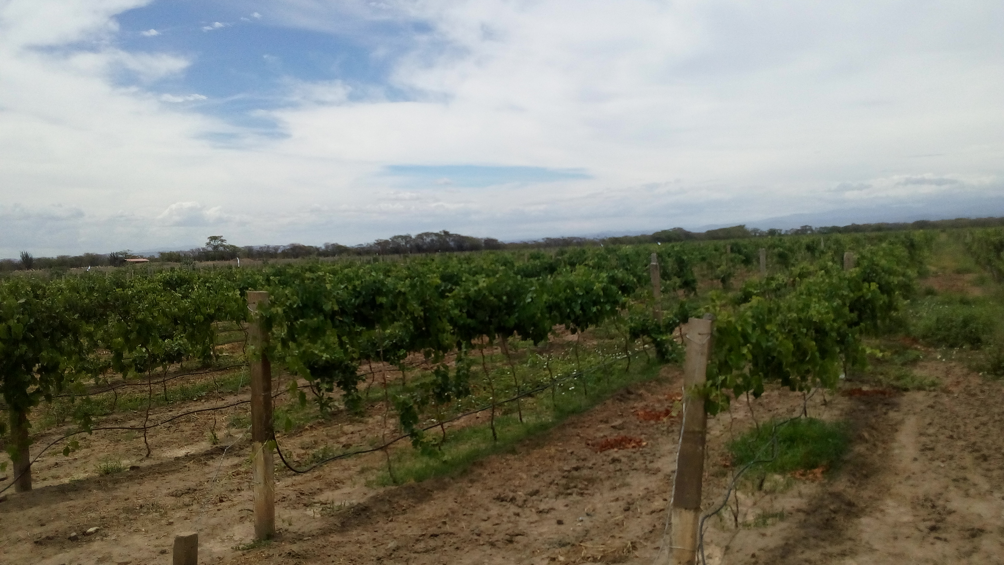 4 razones para disfrutar la vendimia digital 2021 de Bodegas Pomar ...